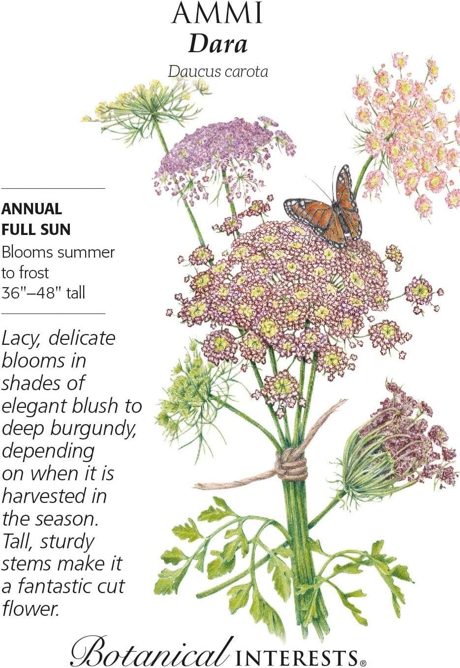 Dari Ammi Seeds | Scheiderer Farms Garden Center