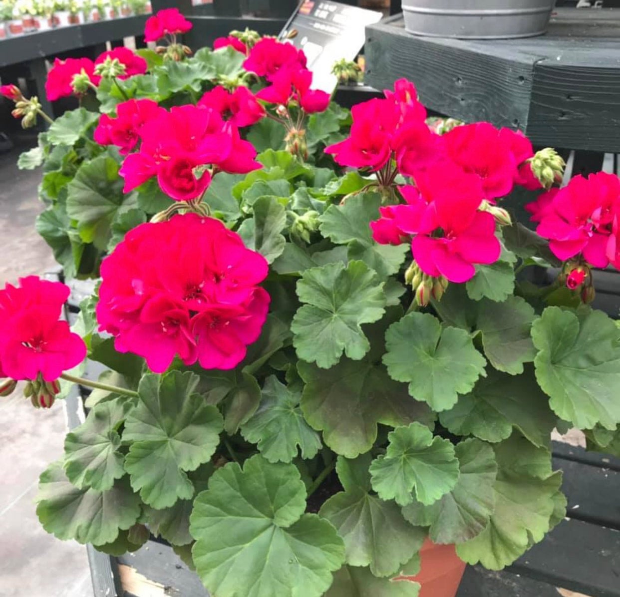 Geranium: Calliope Magenta | Scheiderer Farms Garden Center