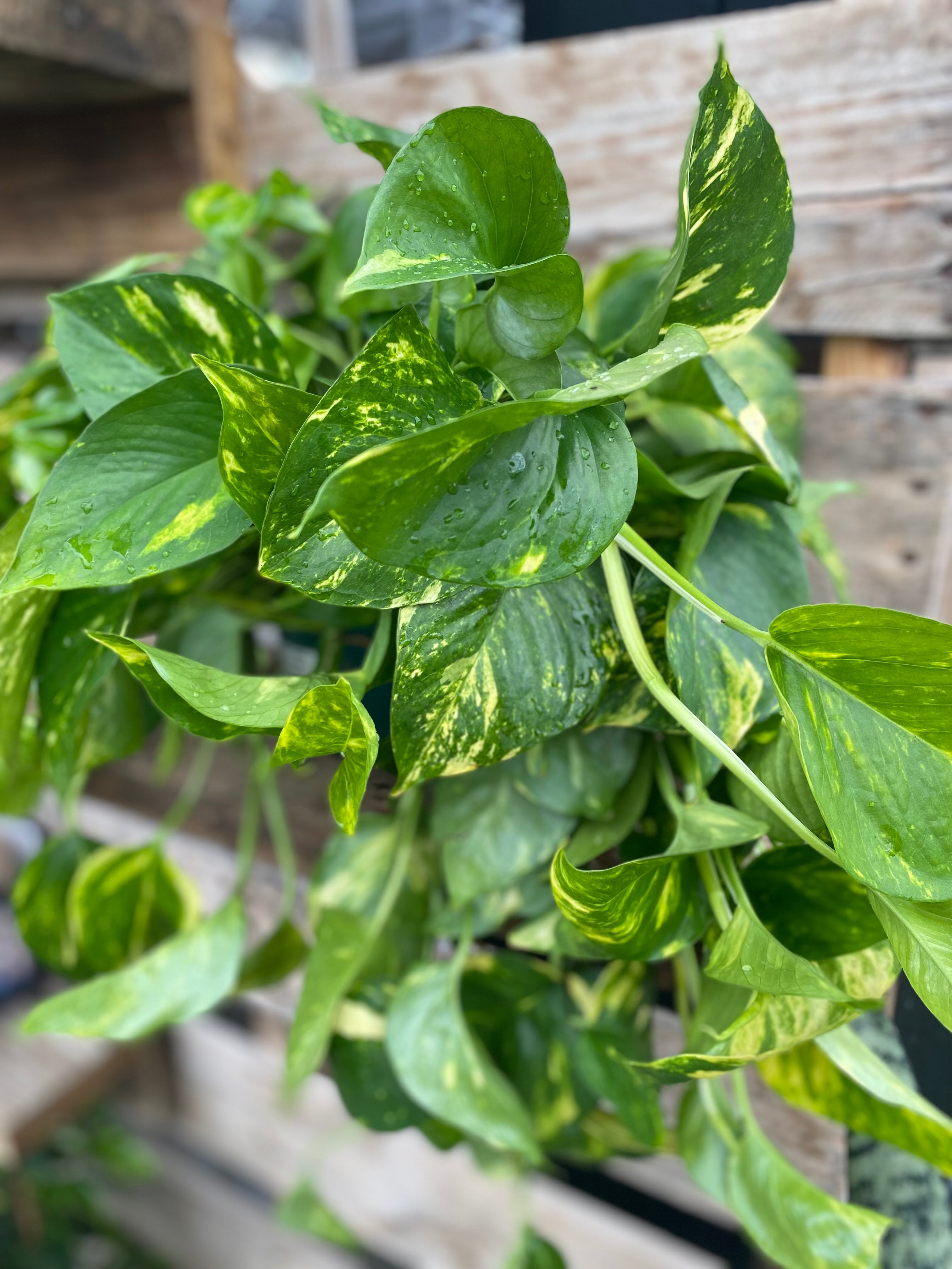 Pothos | Scheiderer Farms Garden Center