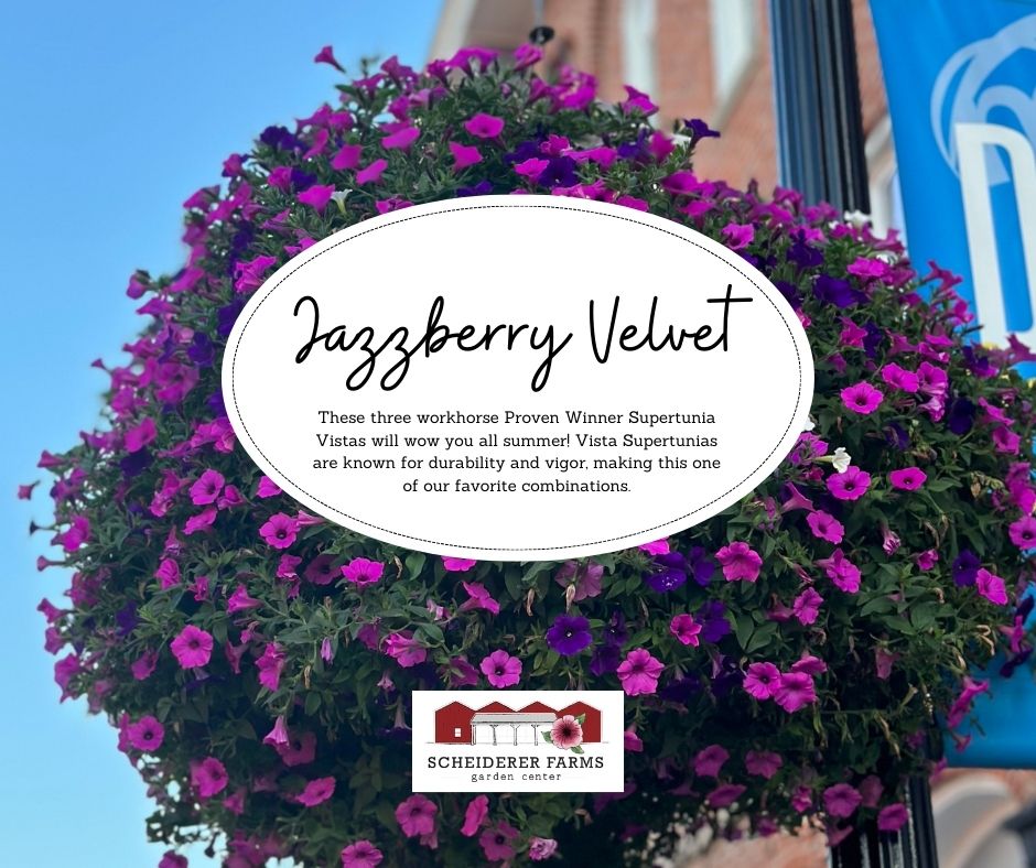 Hanging Basket: Jazzberry Velvet | Scheiderer Farms Garden Center