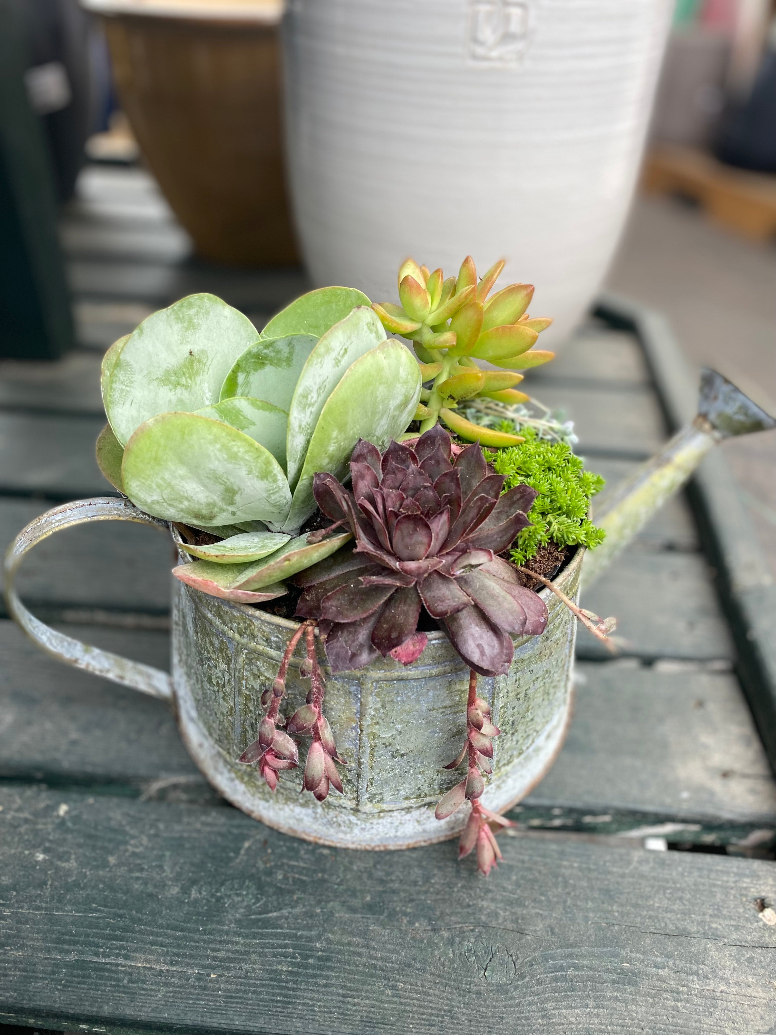 Workshop: Summer Succulents | Scheiderer Farms Garden Center