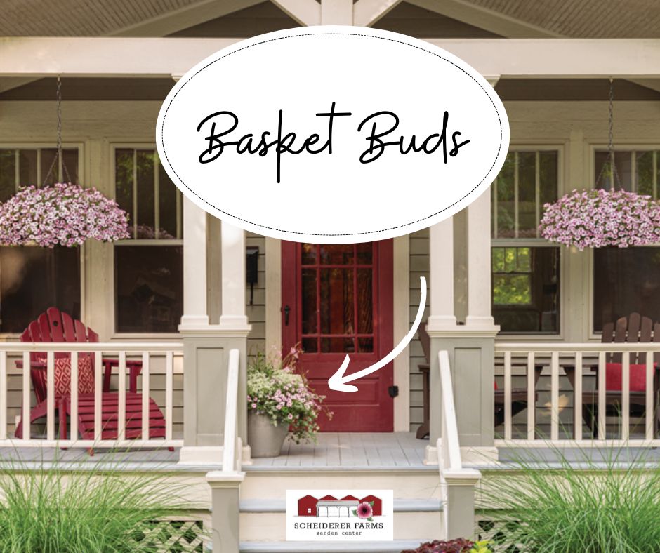 Basket Buds | Scheiderer Farms Garden Center
