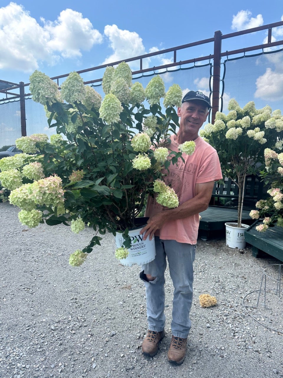 Hydrangea Limelight Prime | Scheiderer Farms Garden Center