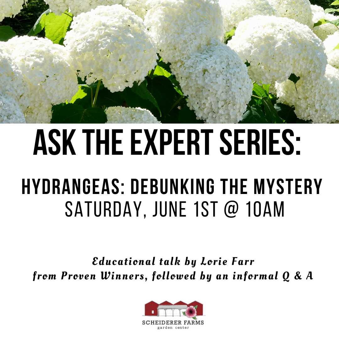 Ask the Experts: Debunking Hydrangeas | Scheiderer Farms Garden Center